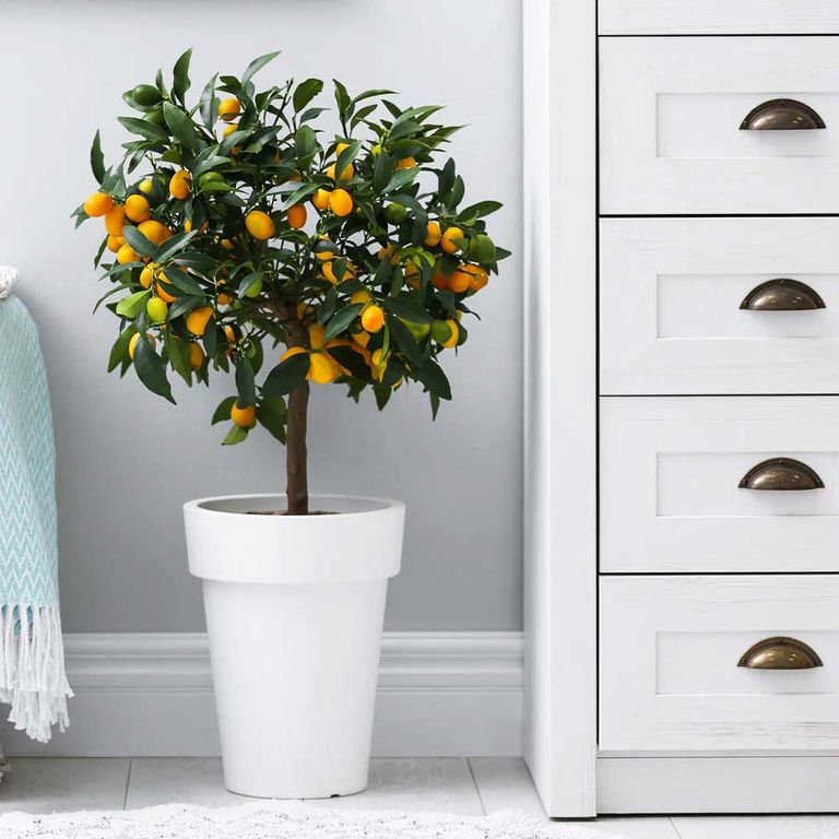 Indoor fruit trees - 9 varieties that yield tasty crops | Livingetc
