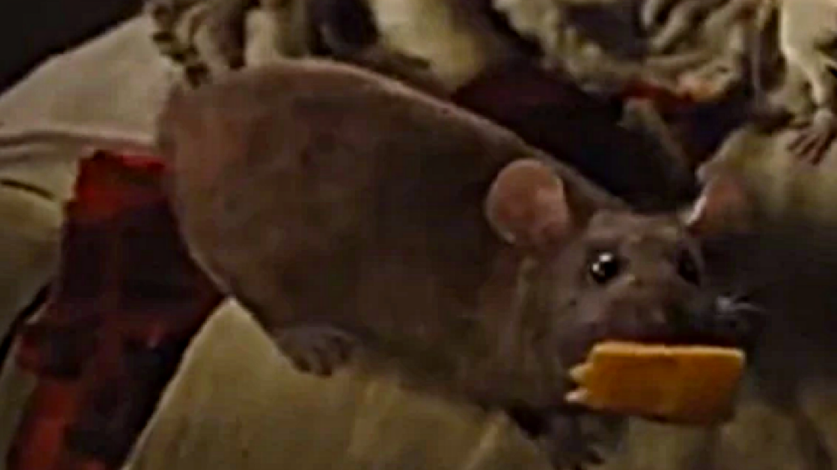 So I Decided To Watch The Live-Action Cinderella After Seeing The ...