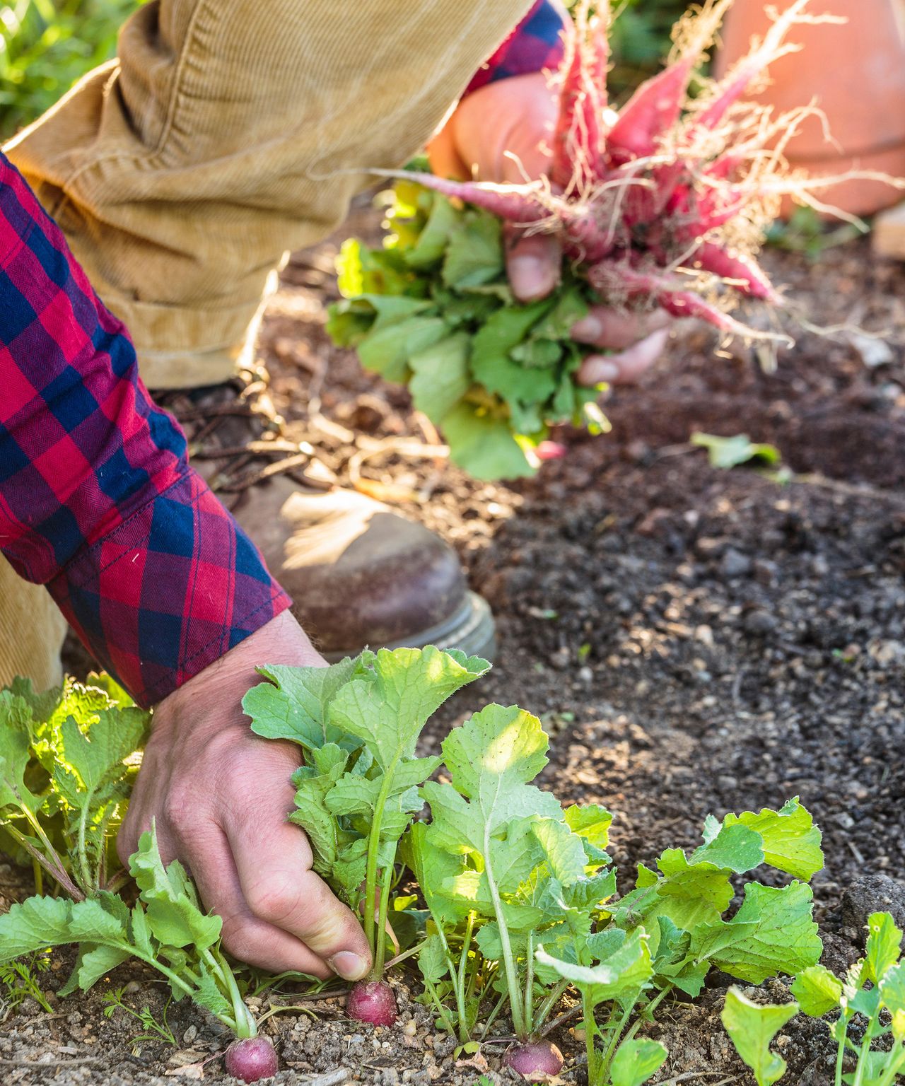 When to harvest radishes: simple tips for this root veg | Gardeningetc
