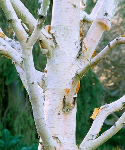 Plants with attractive winter bark: 9 varieties | Homes and Gardens