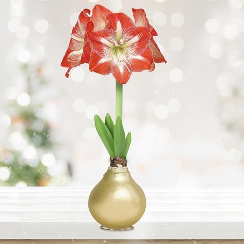 Why waxed amaryllis bulbs are a must for me this Christmas | Homes and ...