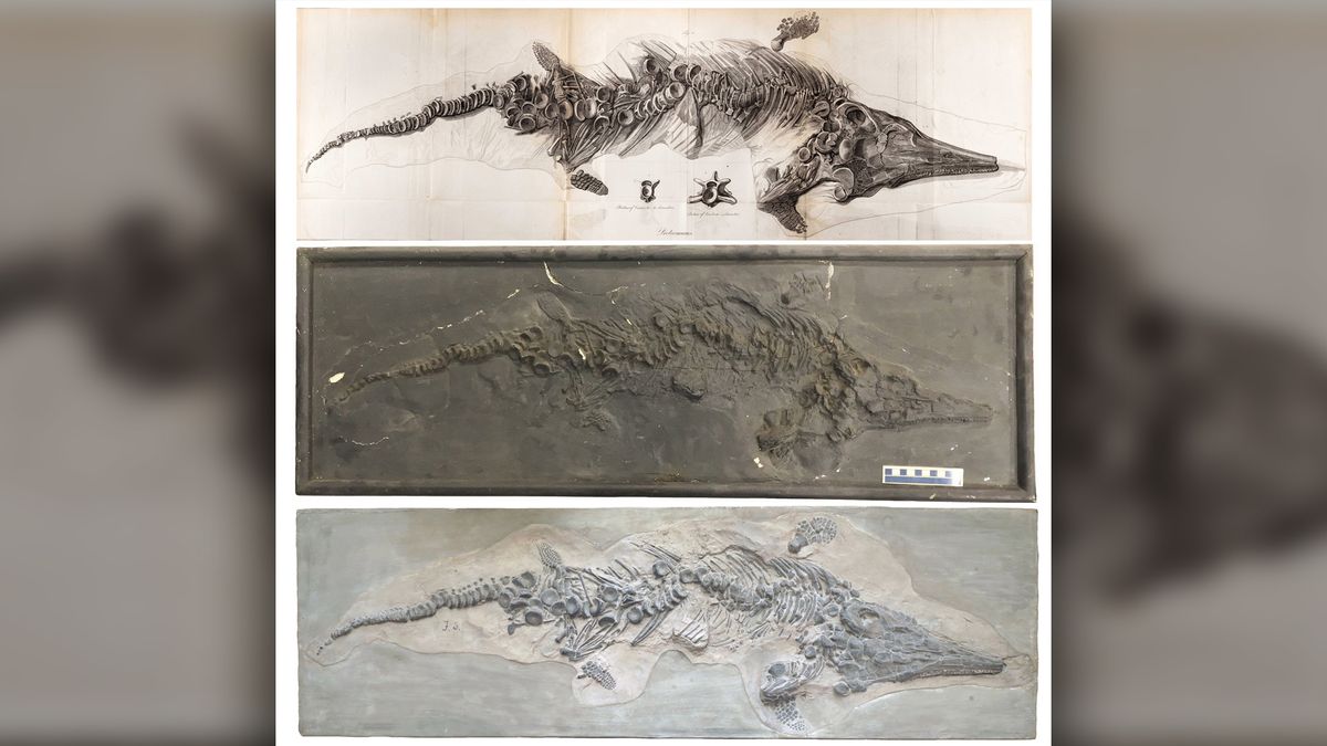 Nazi bombs destroyed a priceless 'sea monster' fossil. Scientists just ...
