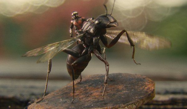 Ant-Man's Fight Scene With Falcon Is Online, Watch It Now | Cinemablend