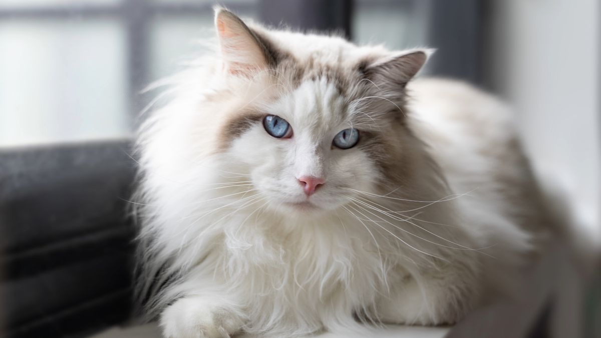 32 types of large breed cats | PetsRadar