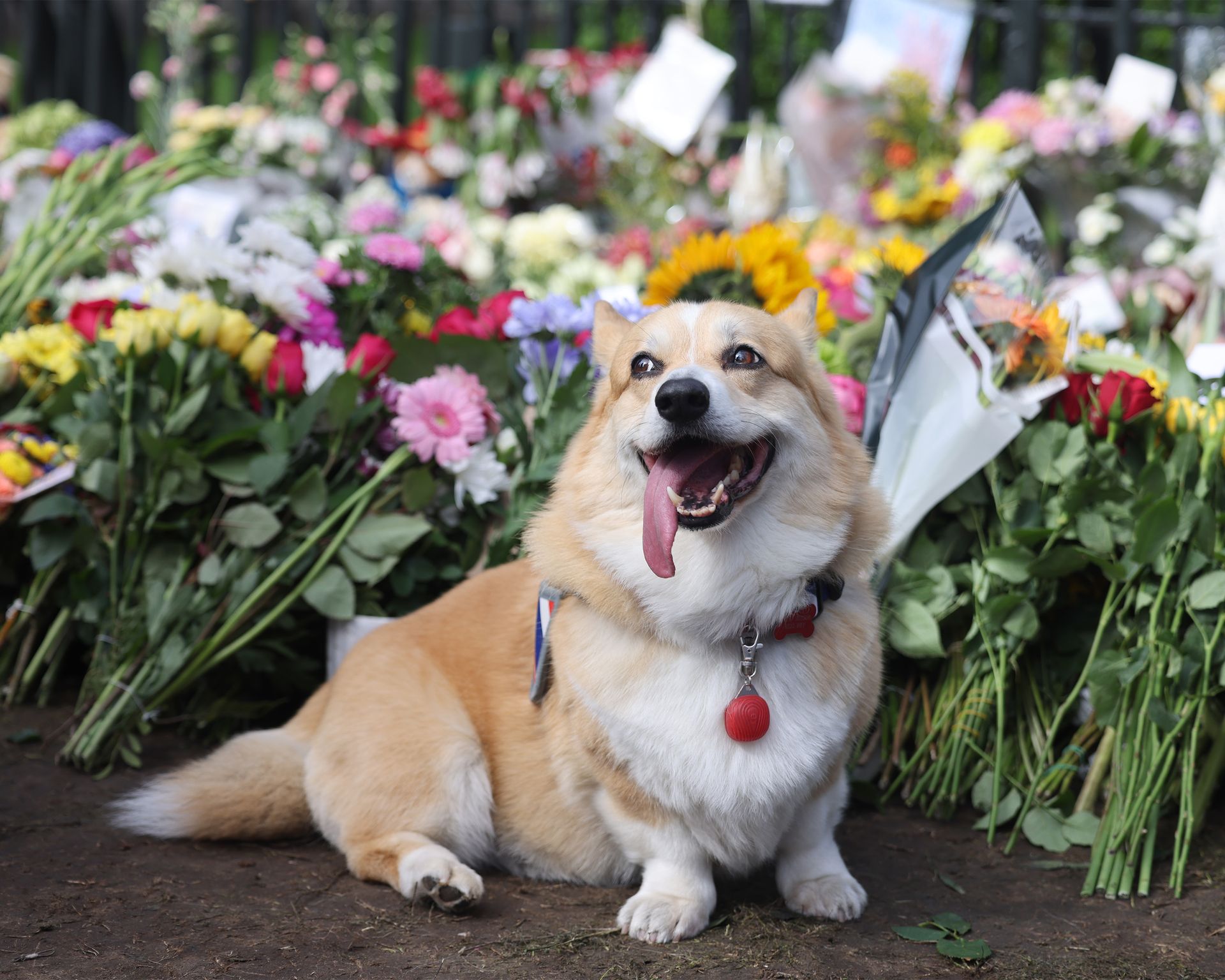 The Queen's Corgis Met Her at Windsor Castle to Say Goodbye | Marie Claire