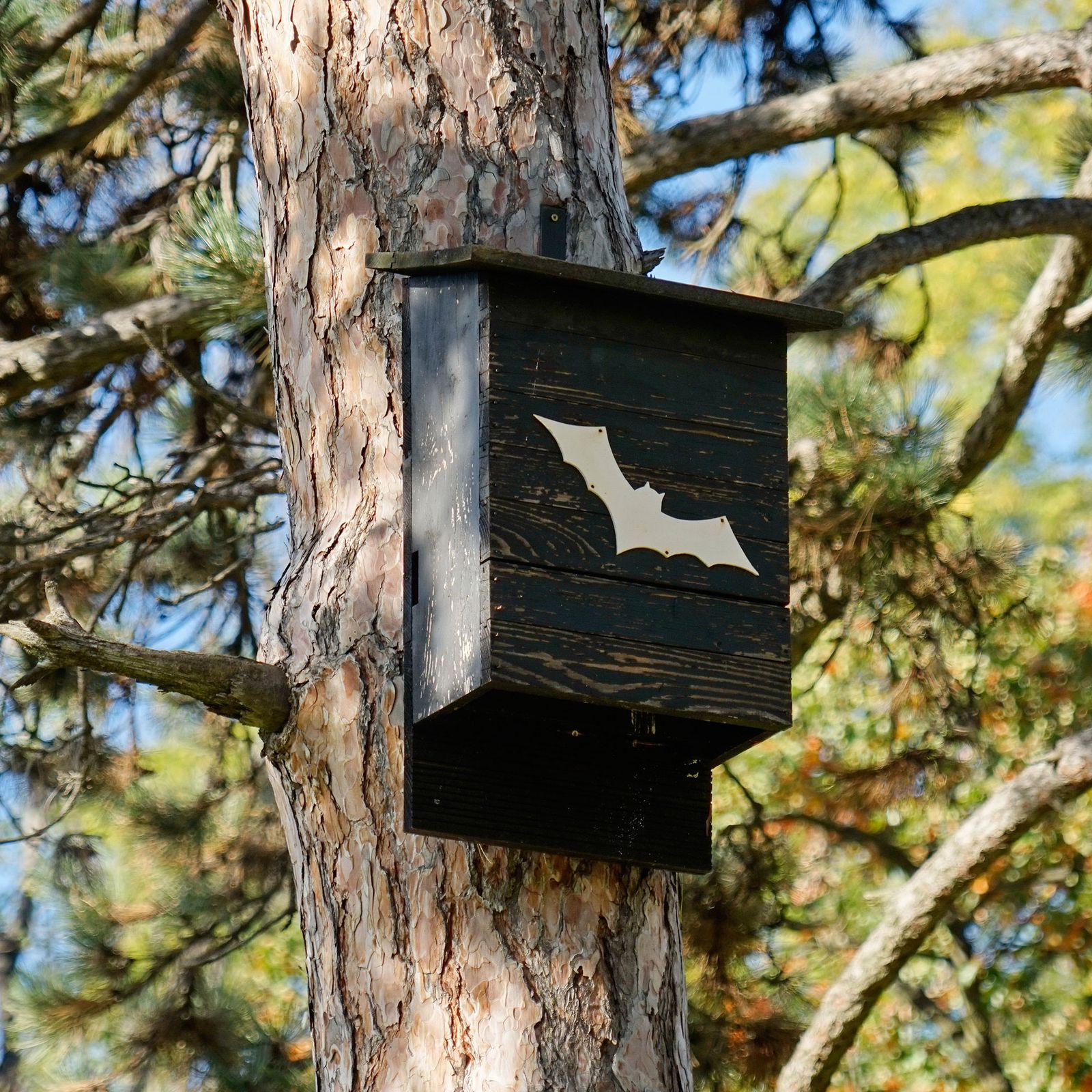 How to encourage more bats in your garden with a bat box | Ideal Home