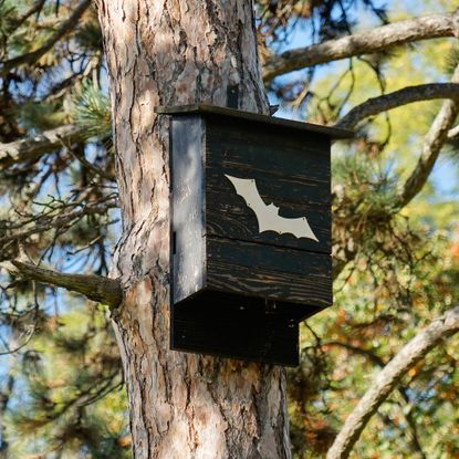 How to encourage more bats in your garden with a bat box | Ideal Home
