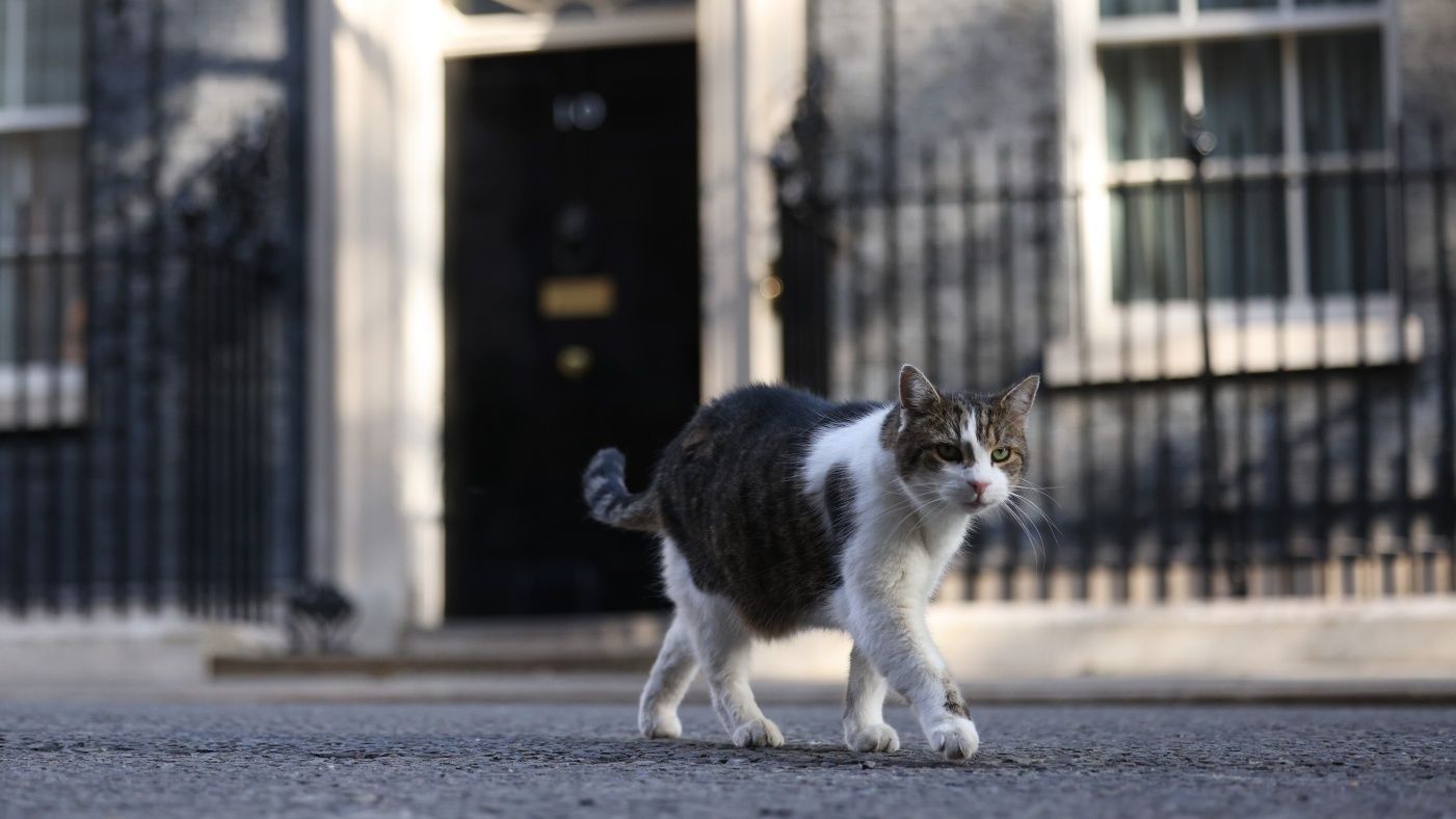 Larry the cat: how chief mouser 'won the nation's hearts' | The Week