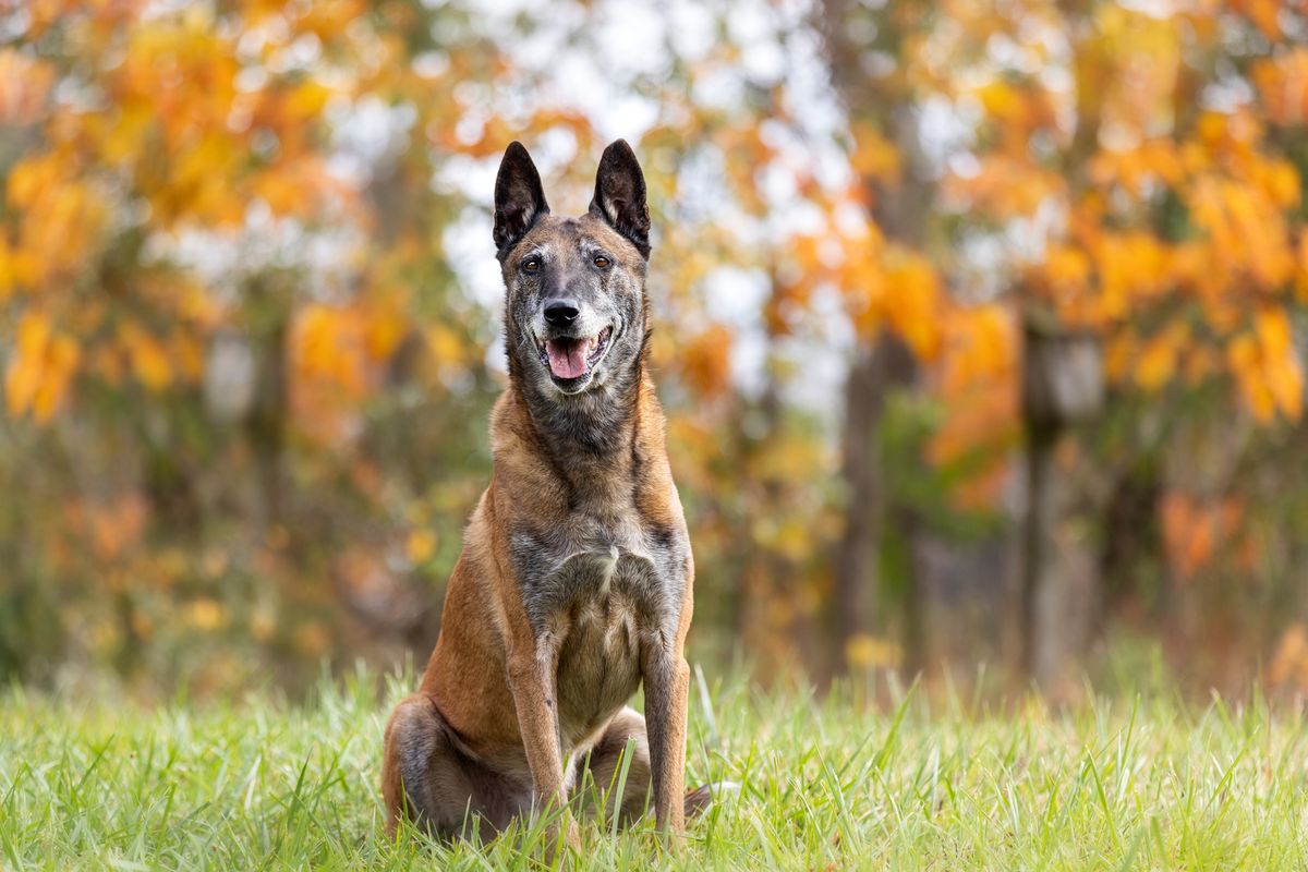 High energy dog breeds that are suited to active pet parents | PetsRadar