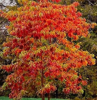 How to grow sassafras: expert native tree advice | Homes and Gardens