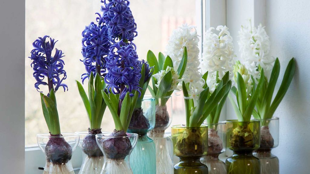 What to do with bulbs after flowering for bright blooms every year ...