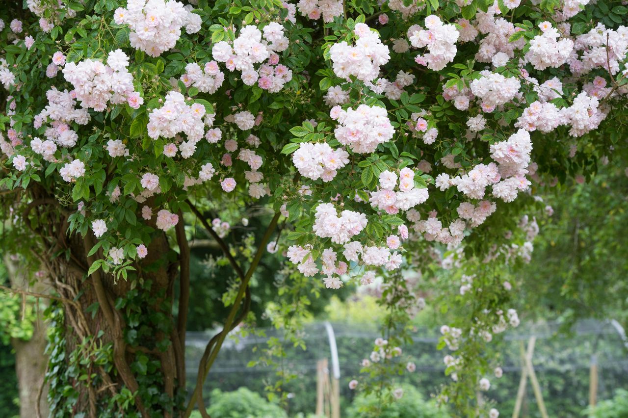 It’s time to prune your rambling roses. Here’s Monty Don’s advice ...