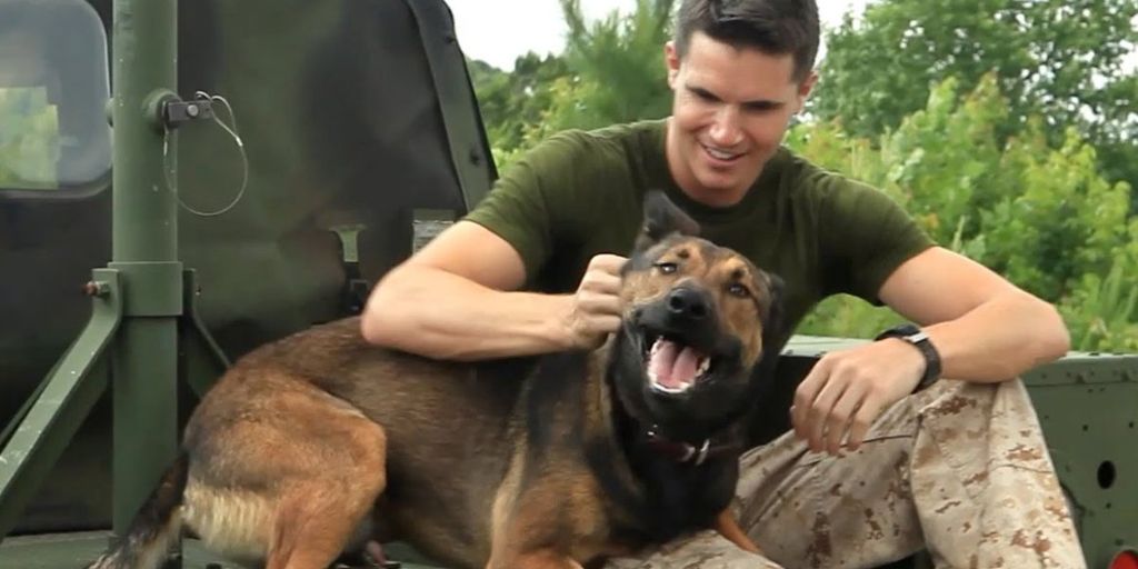 10 Dog Movies In Which The Dog Doesn't Die | Cinemablend
