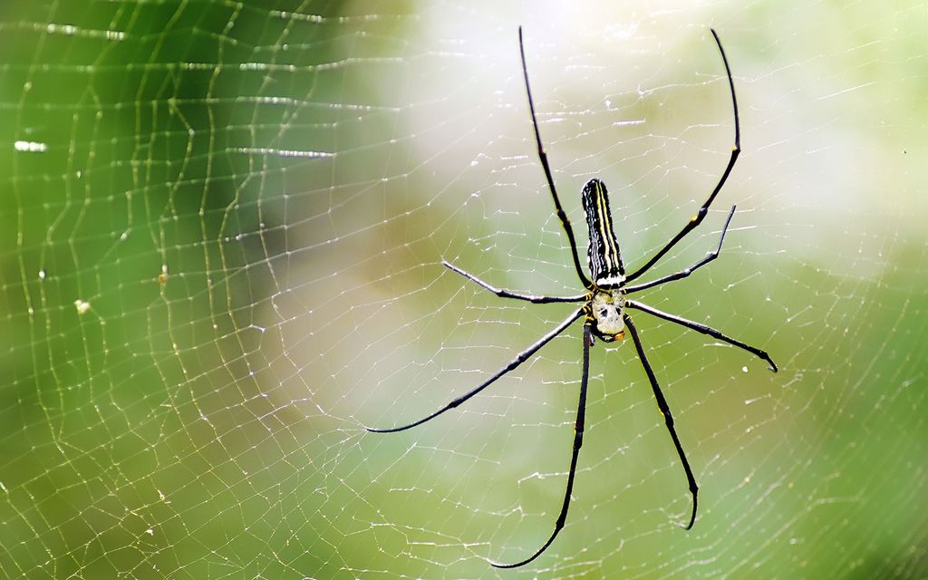 21 Totally Sweet Spider Superlatives: Page 2 | Live Science
