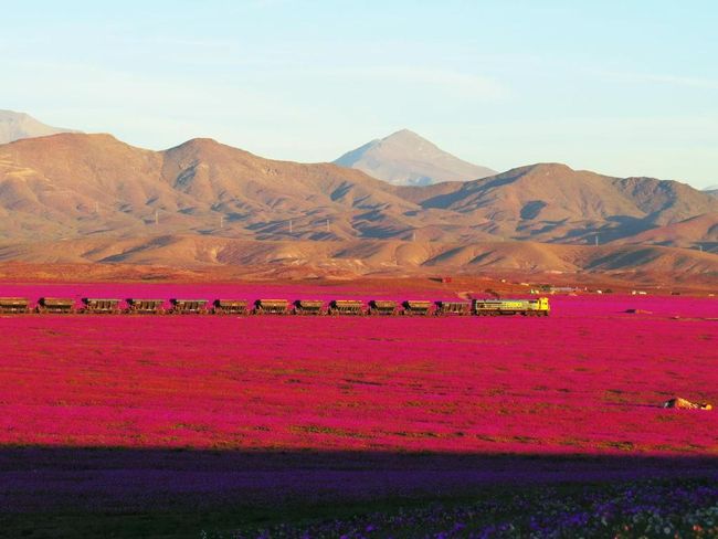 Atacama Desert Blooms Pink After Historic Rainfall (Photos) | Live Science