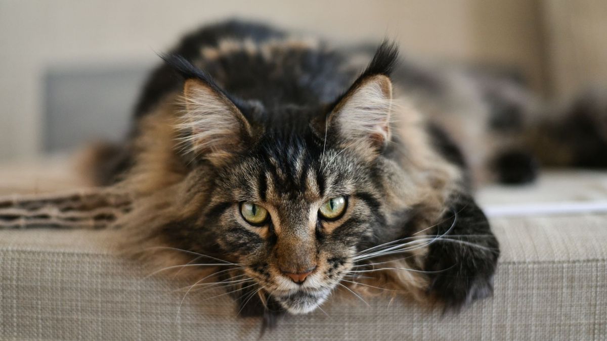32 easiest cat breeds to train | PetsRadar