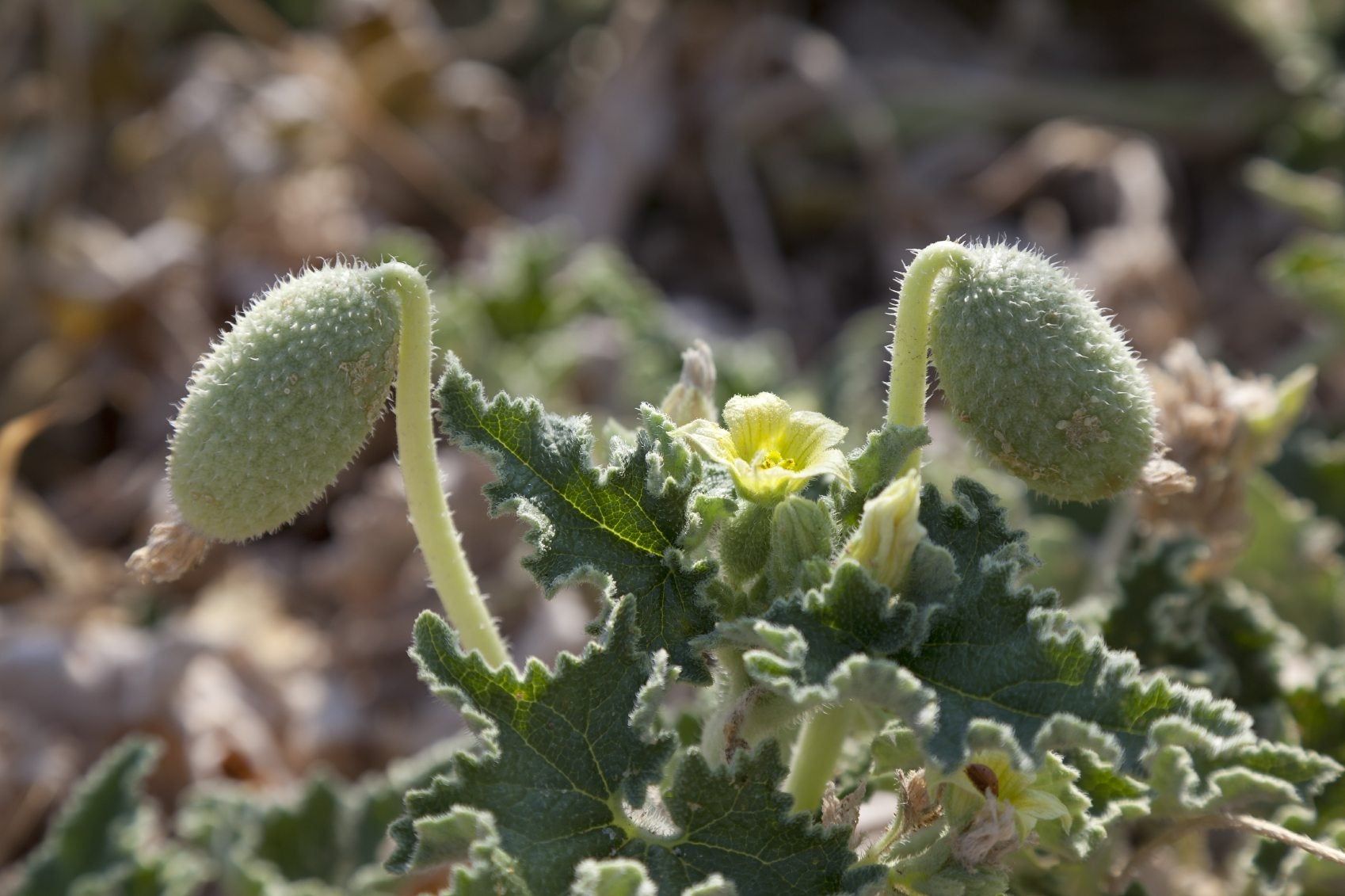Squirting Cucumber Plants: What Are Squirting Cucumbers And Where Do ...