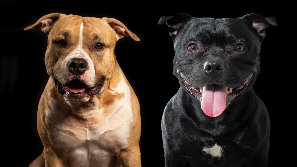American Pit Bull Terrier vs Staffordshire Bull Terrier | PetsRadar
