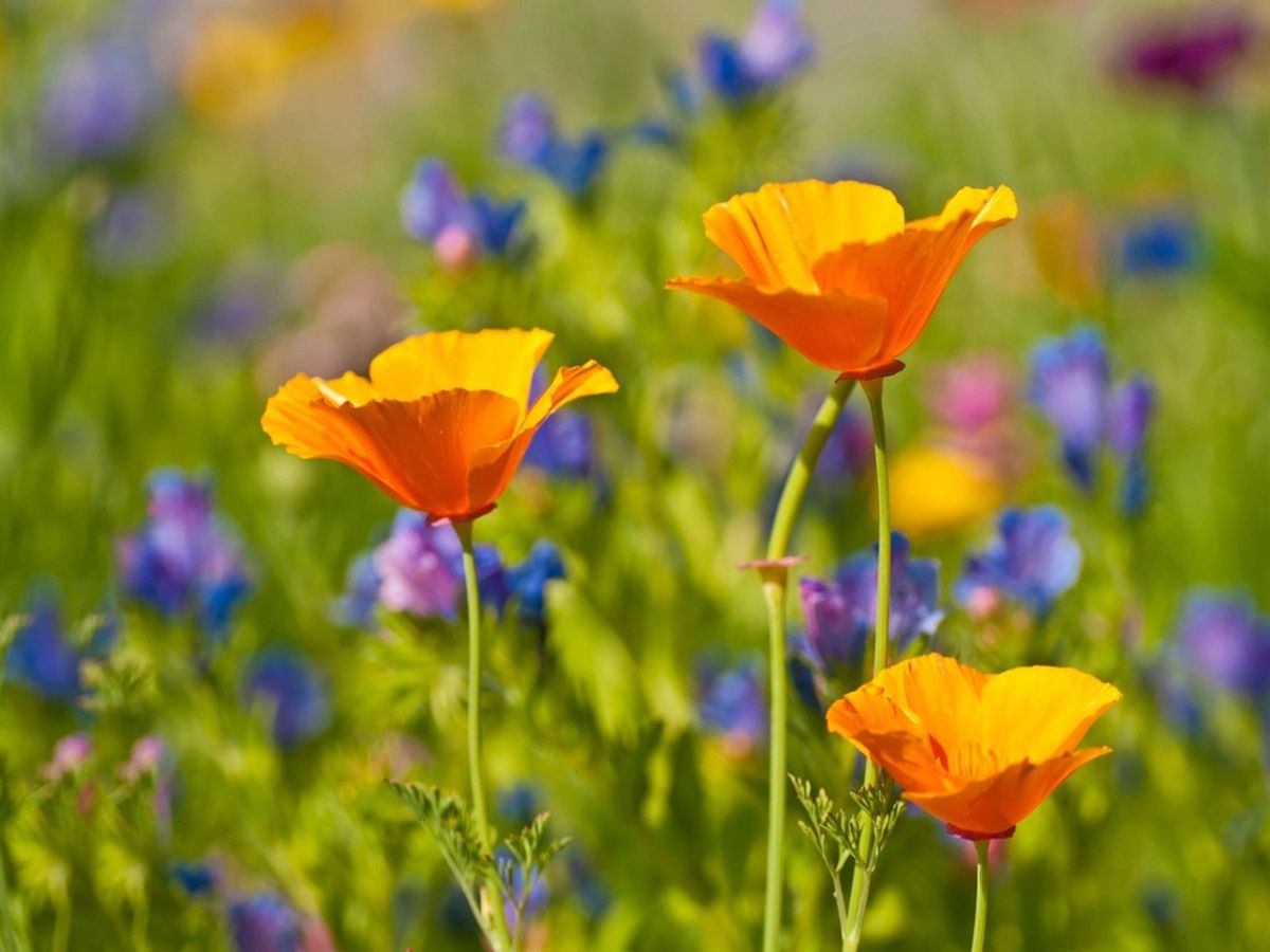 Nevada And California Native Plants For The West US Region | Gardening ...