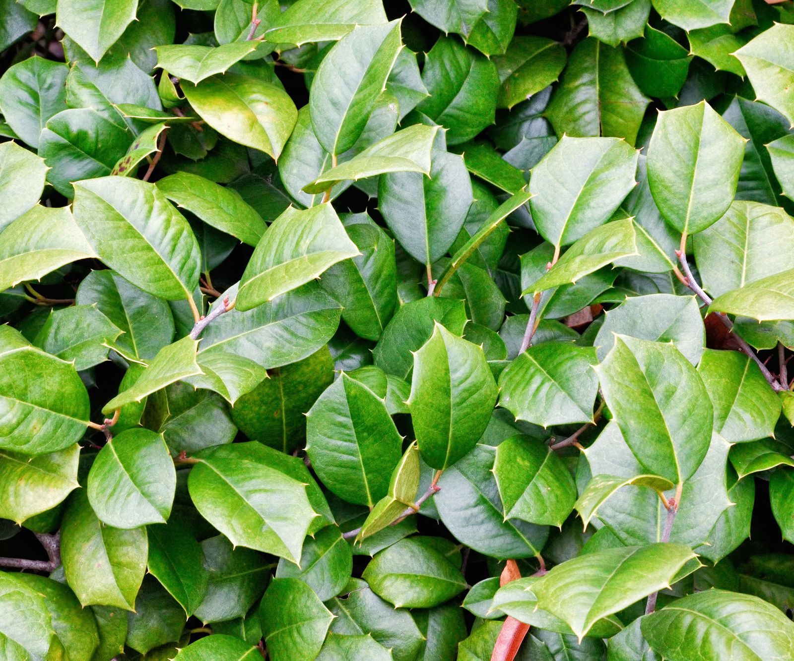 Grow These 4 Native Evergreen Shrubs For Year-Round Beauty | Gardening ...