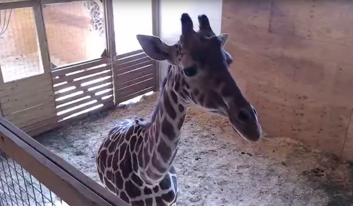 Watch Live: April the Giraffe Cares for Her Calf | Live Science