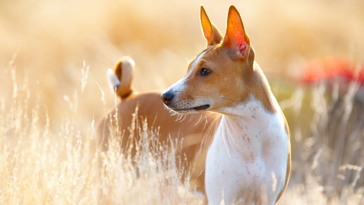 32 best dog breeds for warm climates | PetsRadar