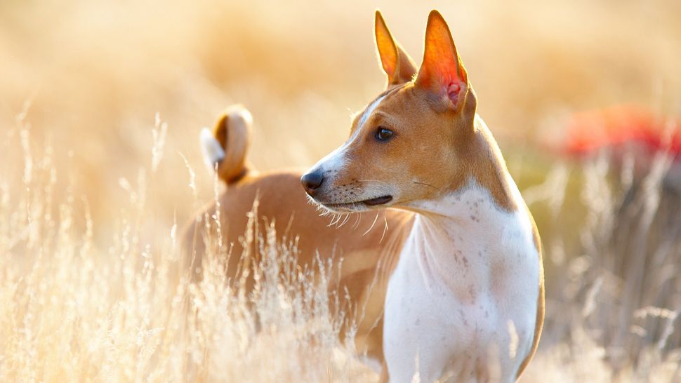32 best dog breeds for warm climates | PetsRadar
