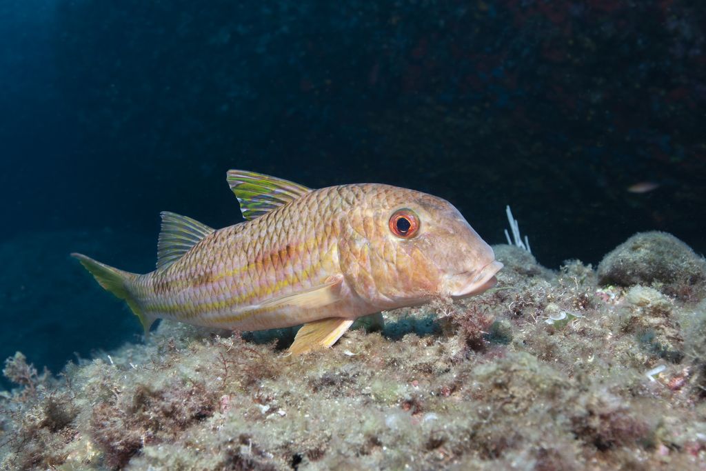 Red Mullet: The beauties of the sea, and the one intractable rule for ...