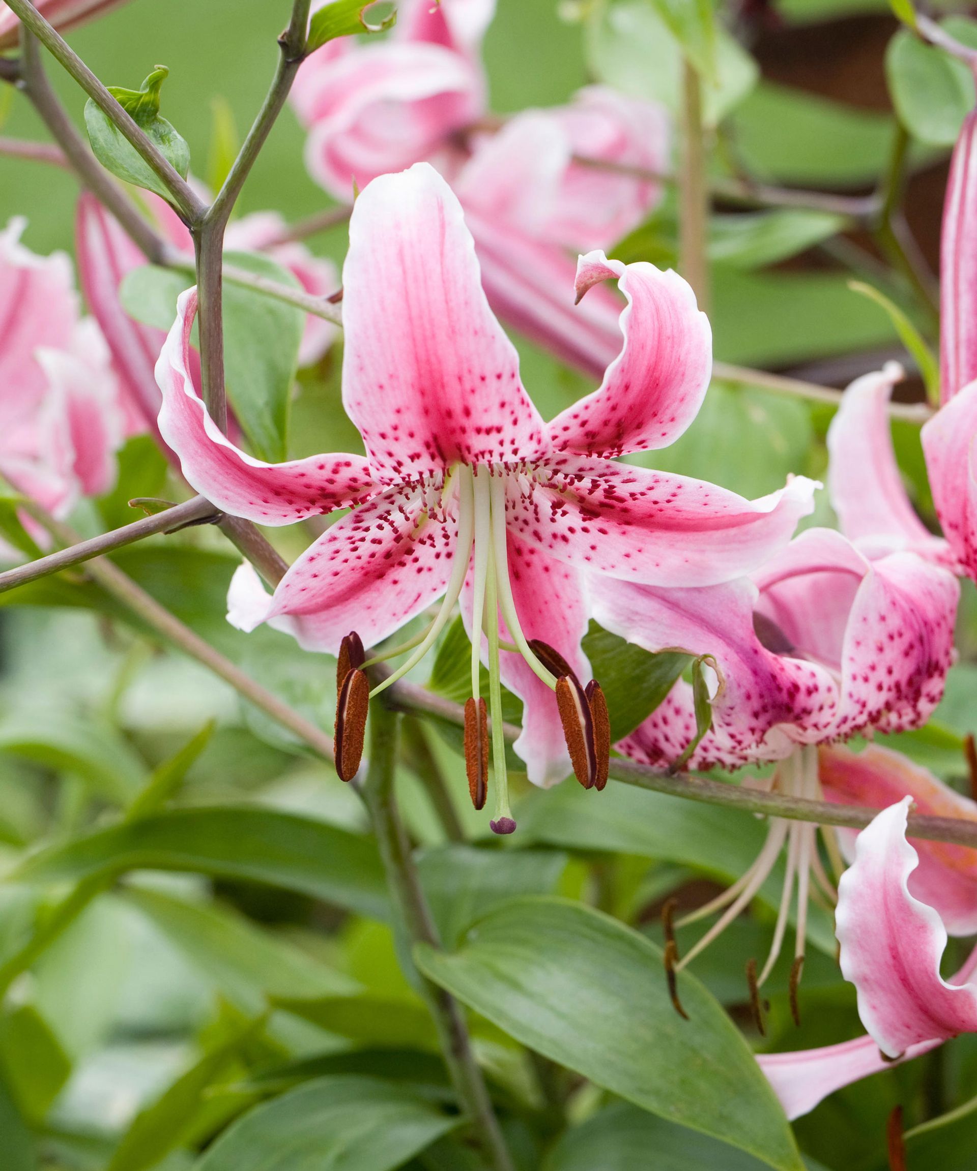 Types of lilies: 16 gorgeous varieties to choose from | Gardeningetc