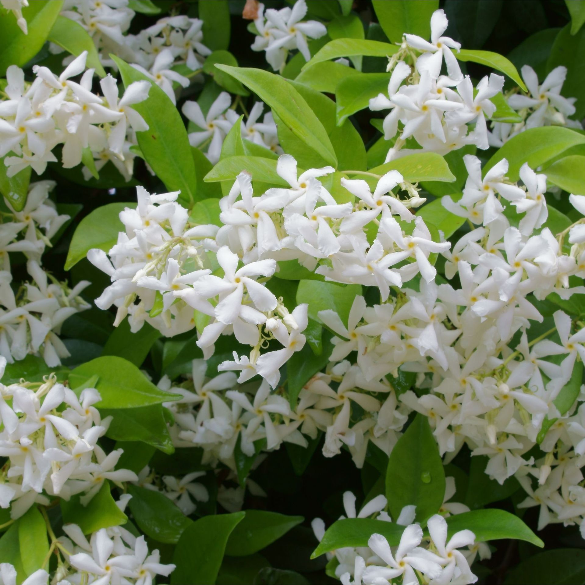 How to recreate this star jasmine arch I found in Italy | Ideal Home