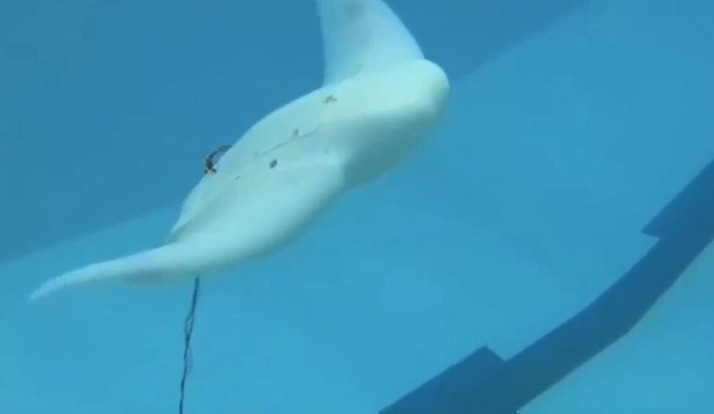 24 Underwater Drones – The Boom in Robotics Beneath the Waves: Page 2 ...