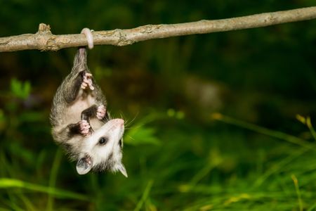 Amazing photos of nocturnal animals | Live Science