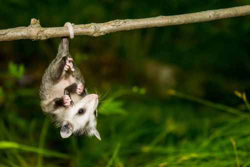 Amazing photos of nocturnal animals | Live Science