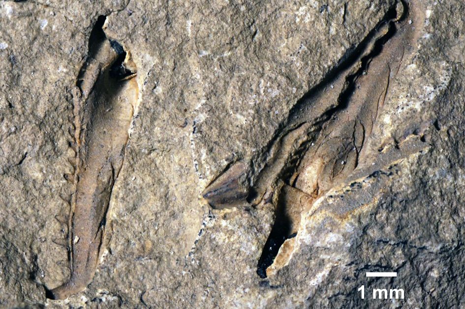 Cannibal Corpse Worm: 3-Foot-Long Creature Had Monster Jaws | Live Science