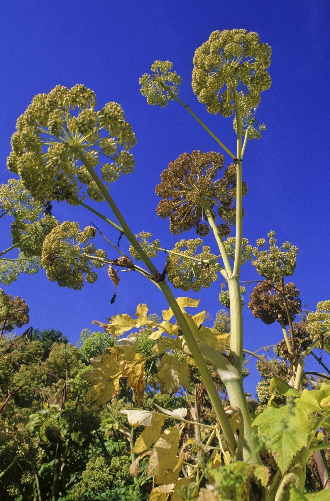 Harvesting And Pruning Angelica - Does Angelica Plant Need Trimming ...