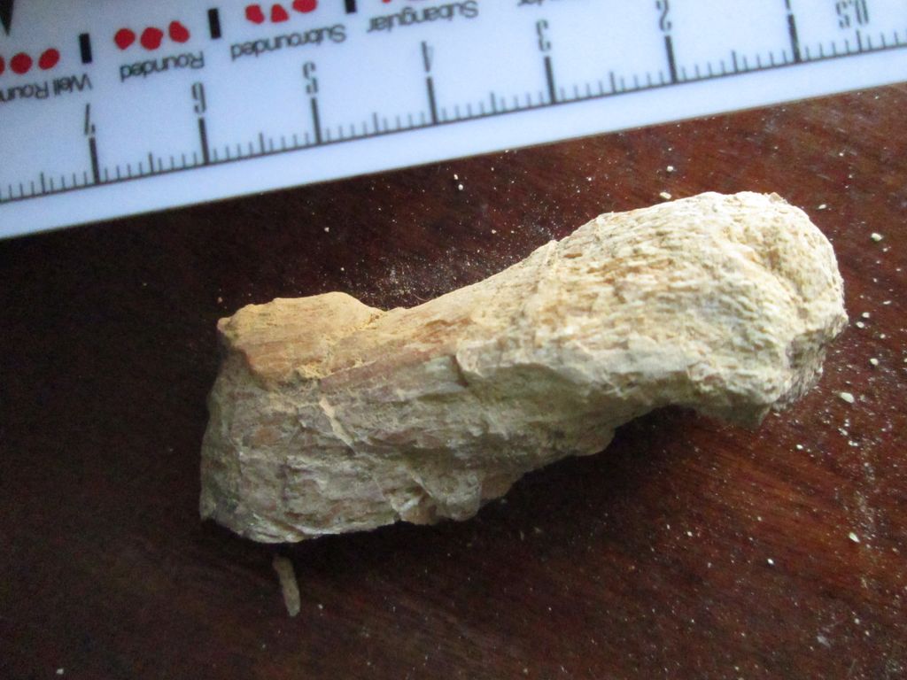 Adorable ancient sea cows once swam through now-bone dry Egyptian ...