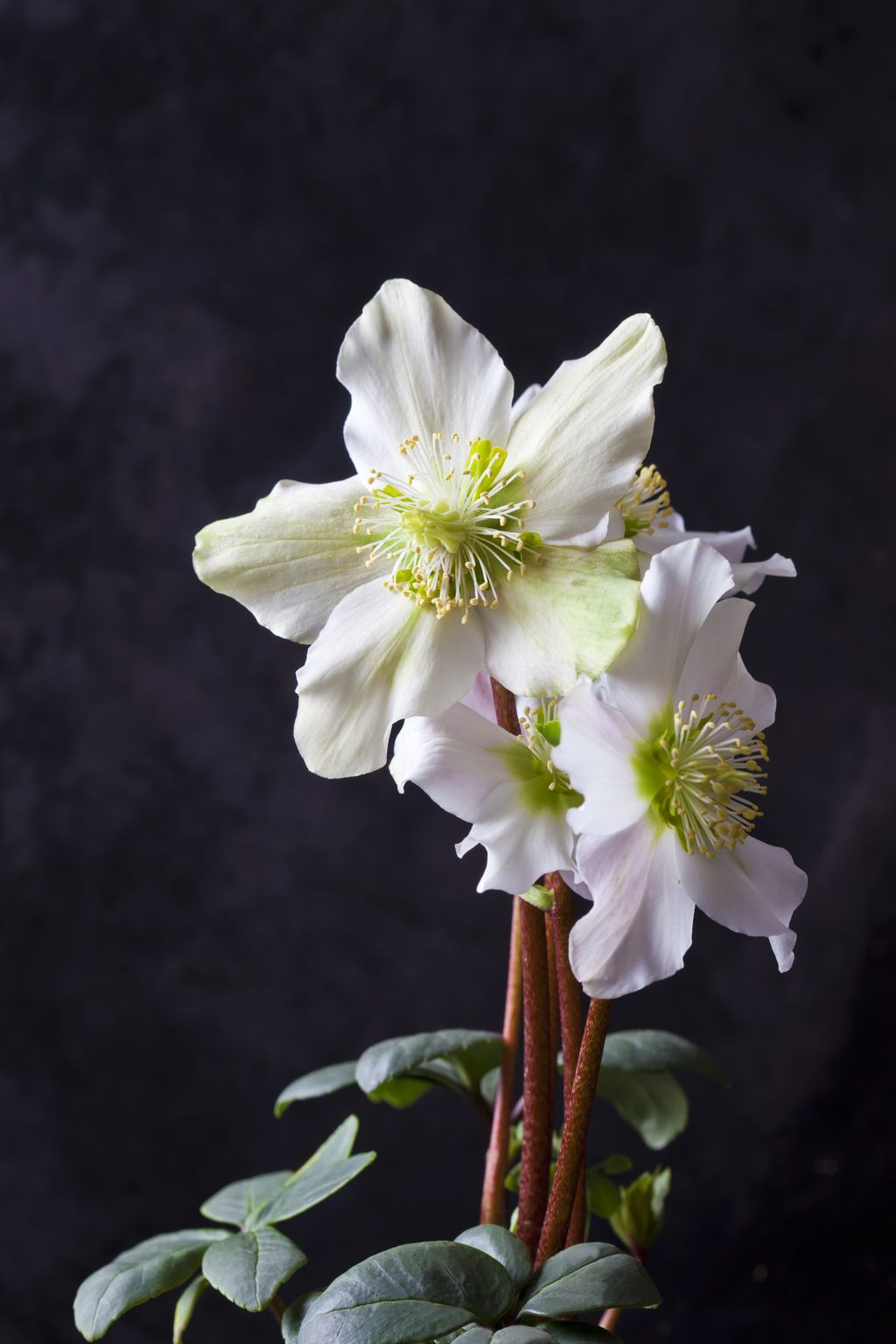 How to Care for a Christmas Rose so it Blooms All Winter | Livingetc