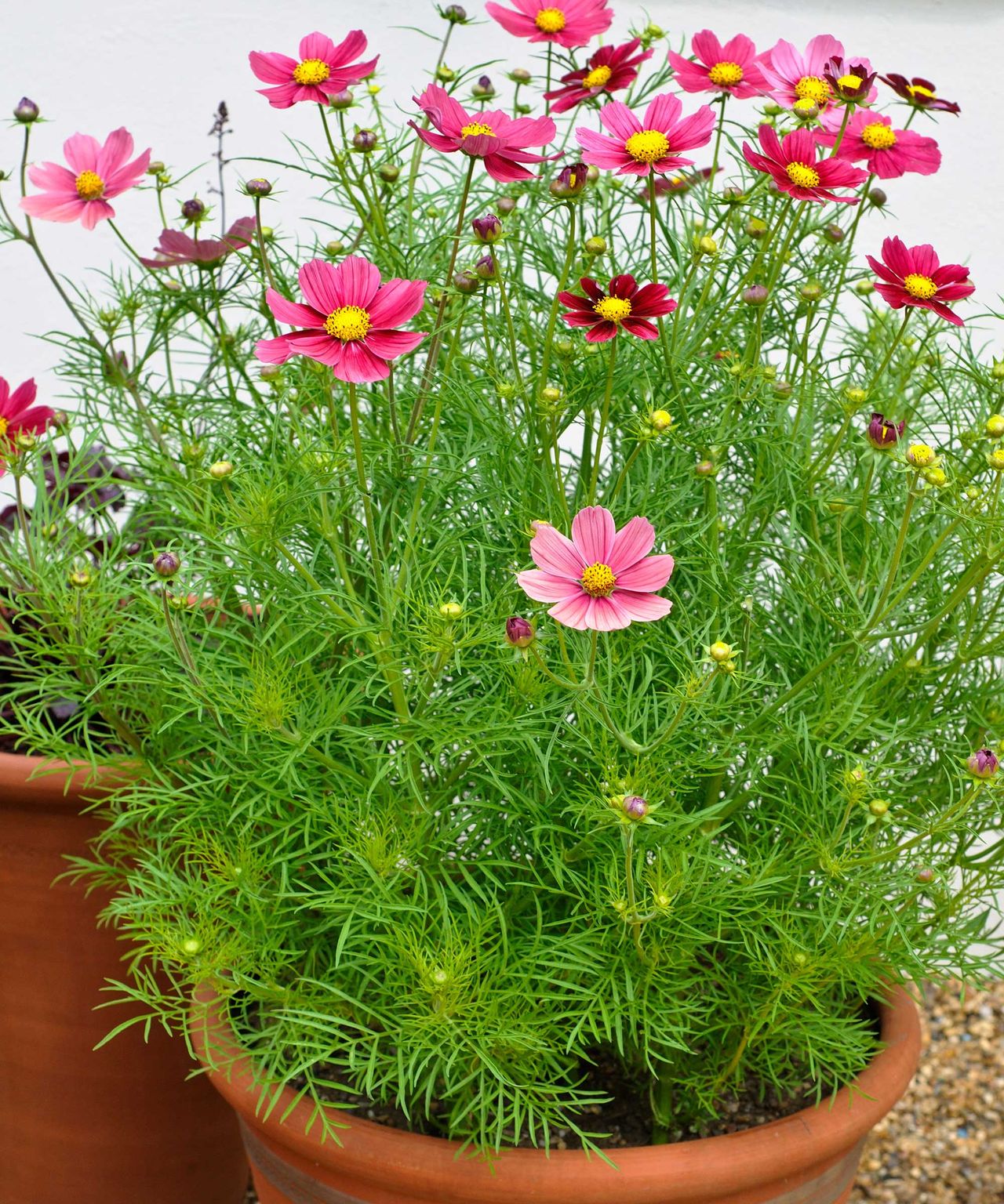 Flowers for pots in full sun – 10 cheerful choices | Homes and Gardens