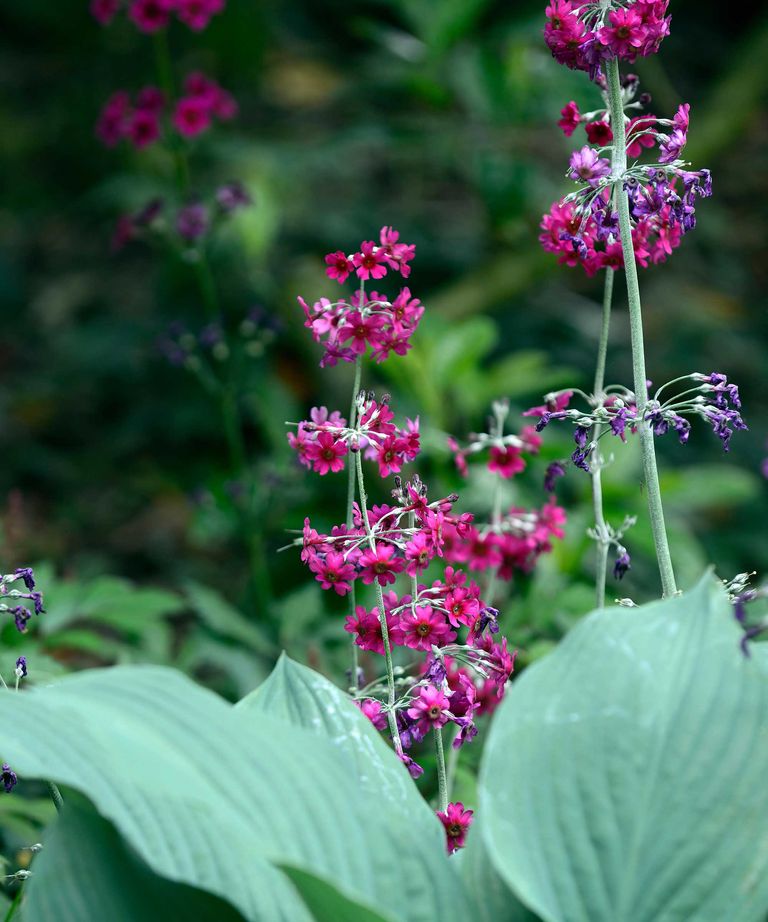 Best plants for Japanese gardens – 10 elegant choices | Homes and Gardens