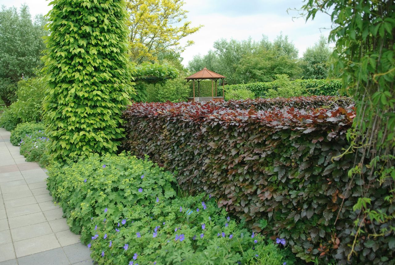 Best privacy hedges: 10 privacy hedges for screening | Homes and Gardens
