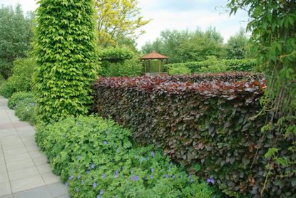 Best privacy hedges: 10 privacy hedges for screening | Homes and Gardens