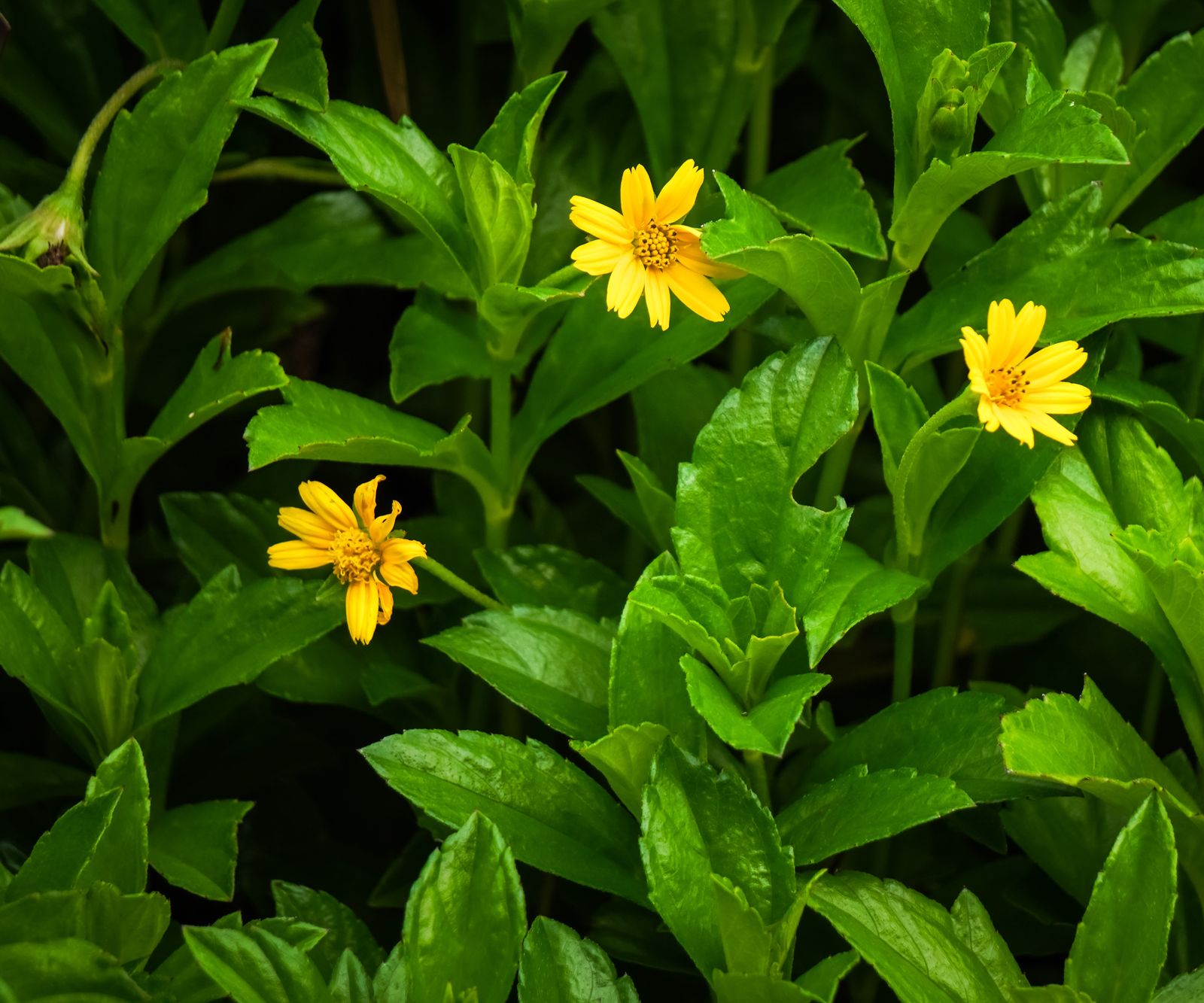 Invasive ground cover plants to avoid: 8 species | Homes and Gardens