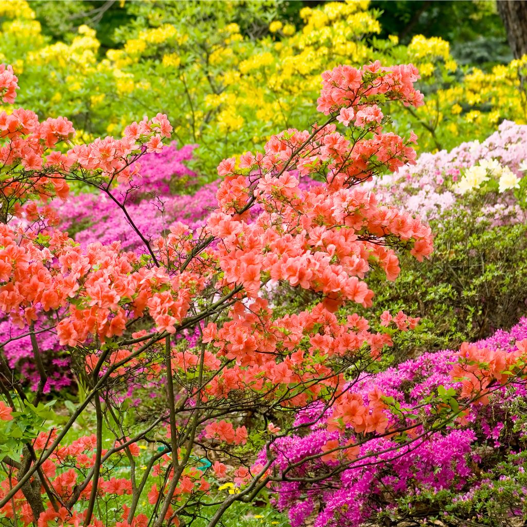 Tips & Information about Azaleas | Gardening Know How