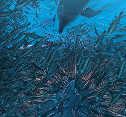 Breathtaking 3D simulation of fish feeding frenzy | Creative Bloq