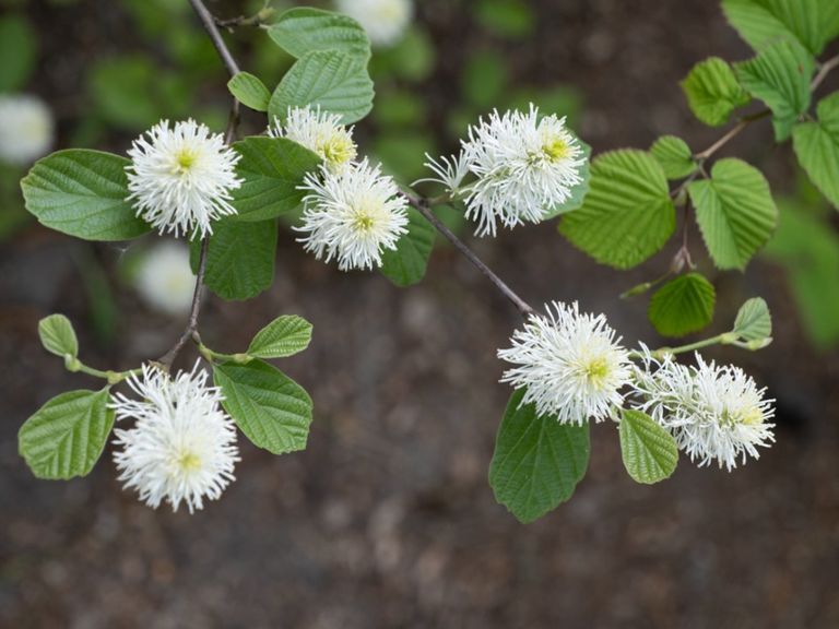 Fothergilla Varieties For The Garden - How To Plant Fothergilla Shrubs ...