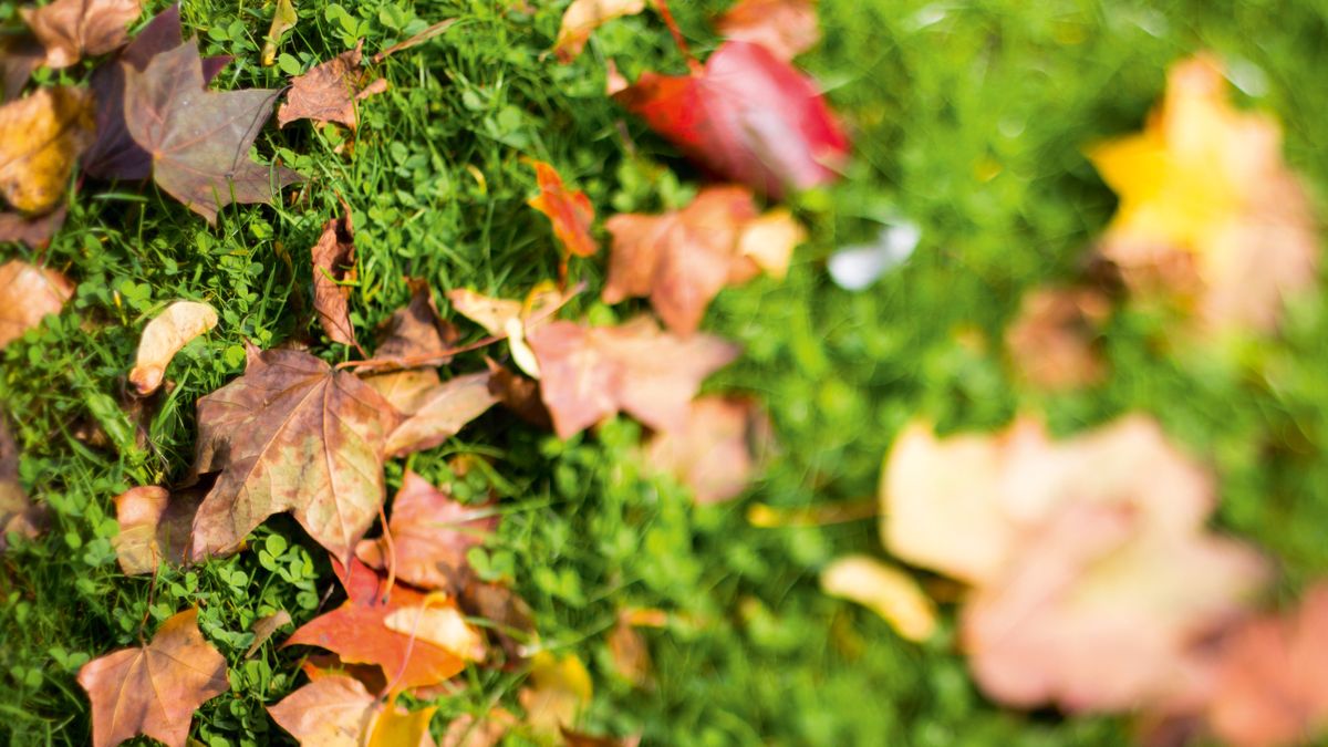 How to capture creative autumn shots | Digital Camera World