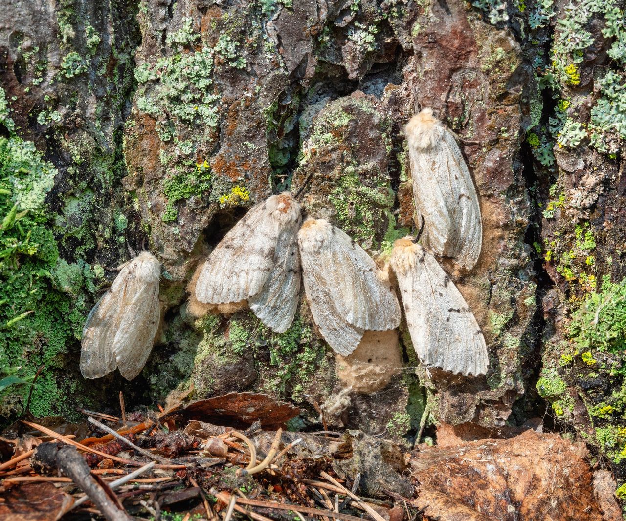 Spongy Moth: How To Identify & Eliminate The Invasive Pest | Gardening ...