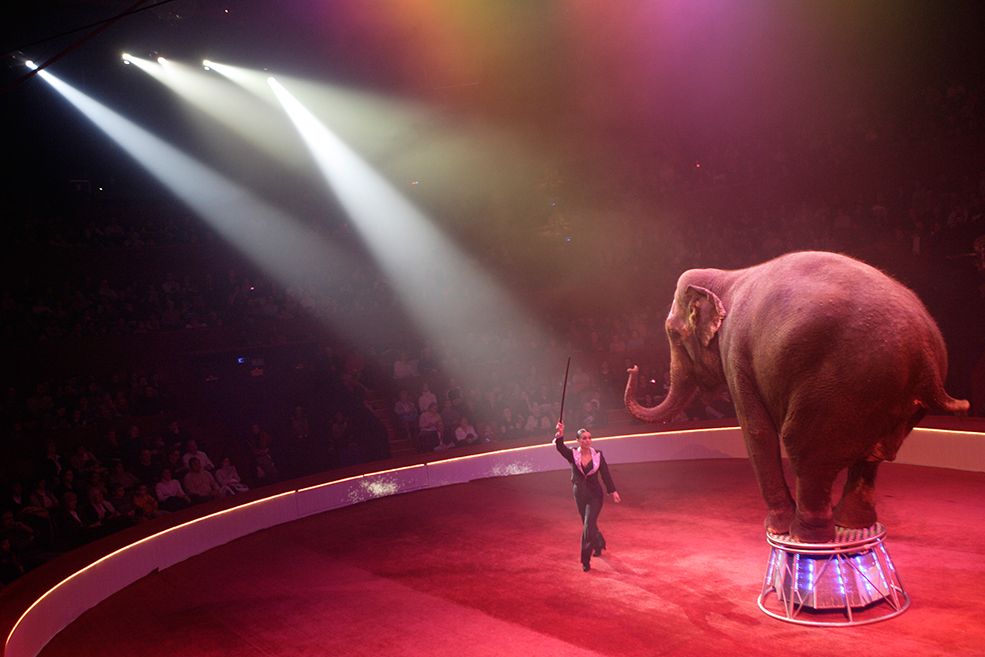 The sublime nobility of the circus elephant | The Week
