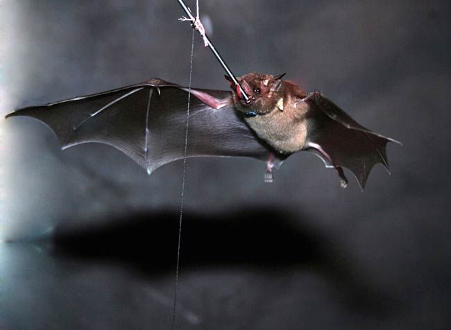 Beasts in Battle: 15 Amazing Animal Recruits in War: Page 2 | Live Science