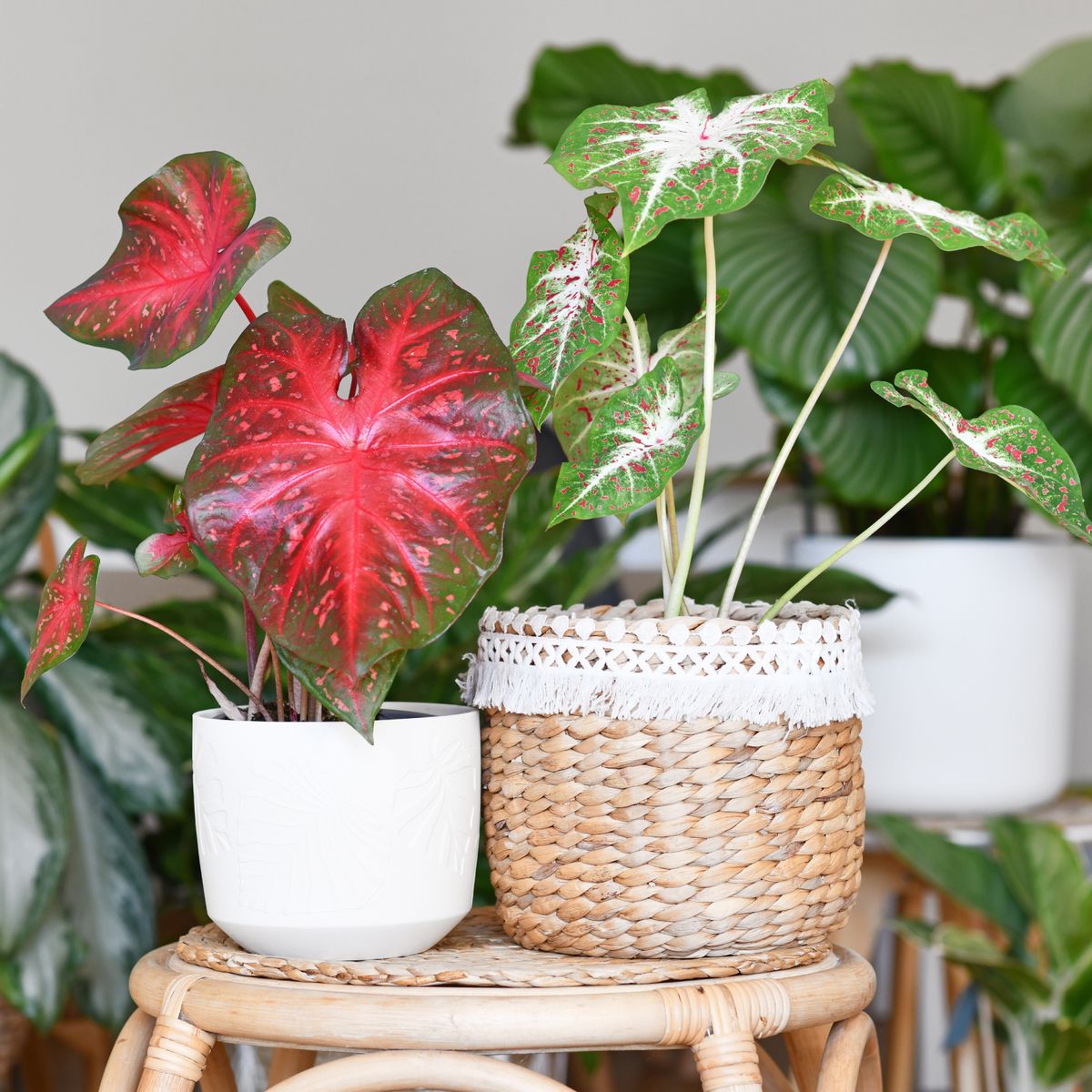 Caladium Houseplant Care: How To Care For Caladium Indoors | Gardening ...